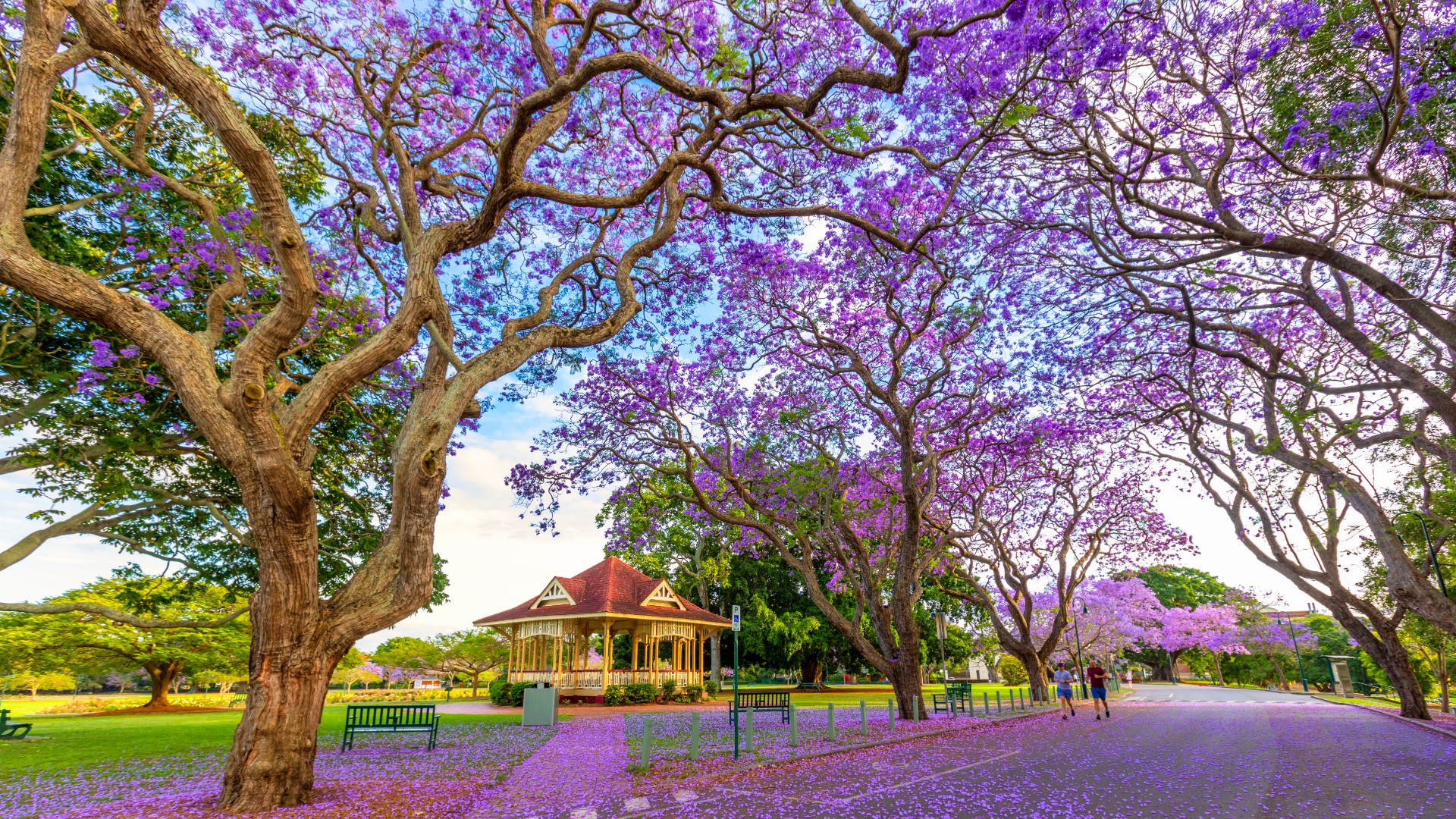 Where to find the jacarandas in Brisbane