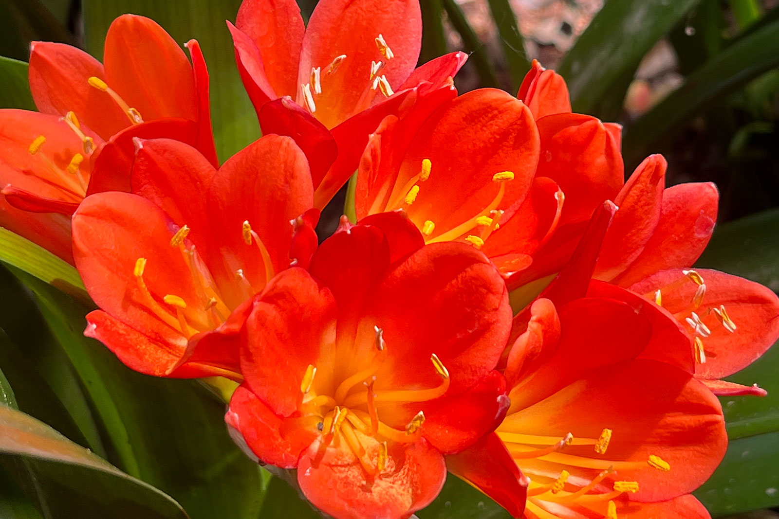 Roma Street Parkland| Visit Brisbane, Australia