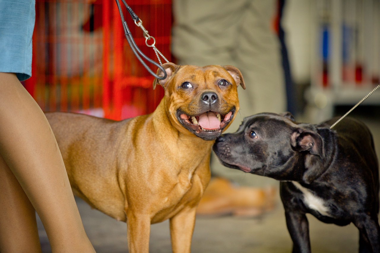 20 Dog Friendly Activities, Venues and Attractions in Brisbane - Visit ...