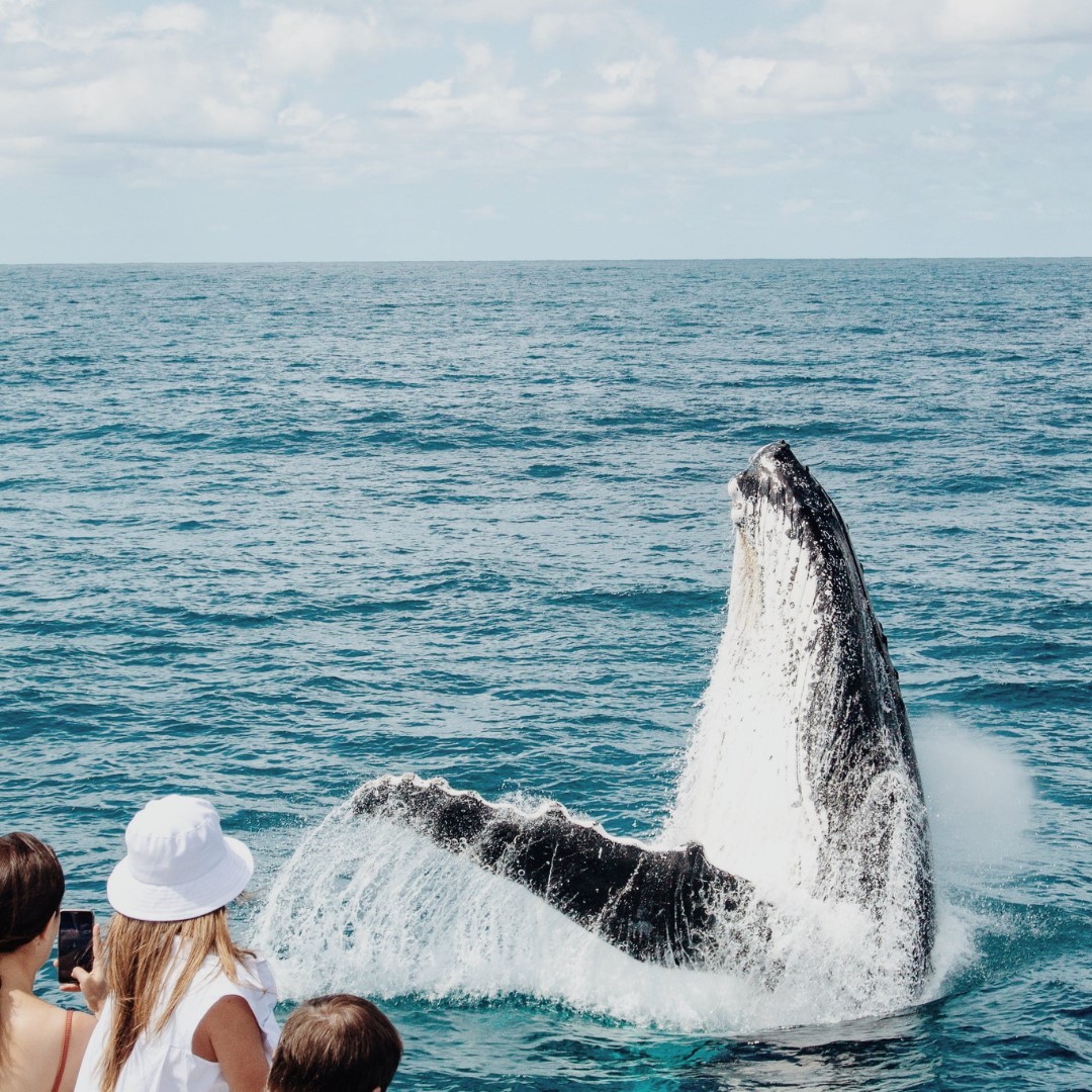 Brisbane must-do experiences