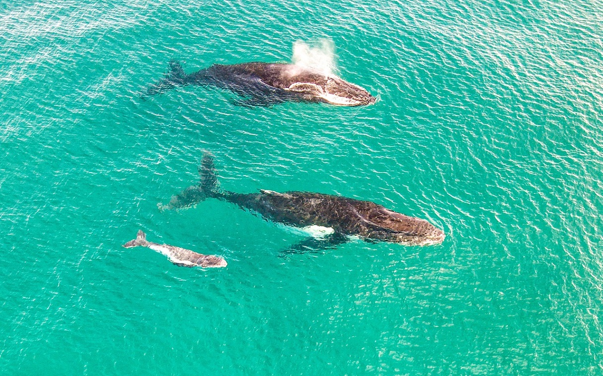 North Stradbroke Island/Minjerribah in a day
