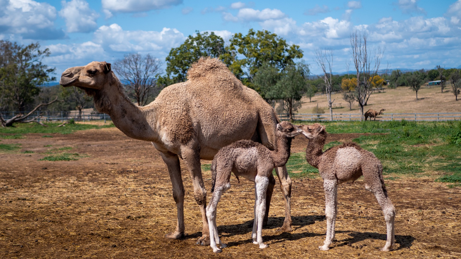 Your Scenic Rim road trip guide